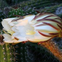 Publications – Kelly Dulaney